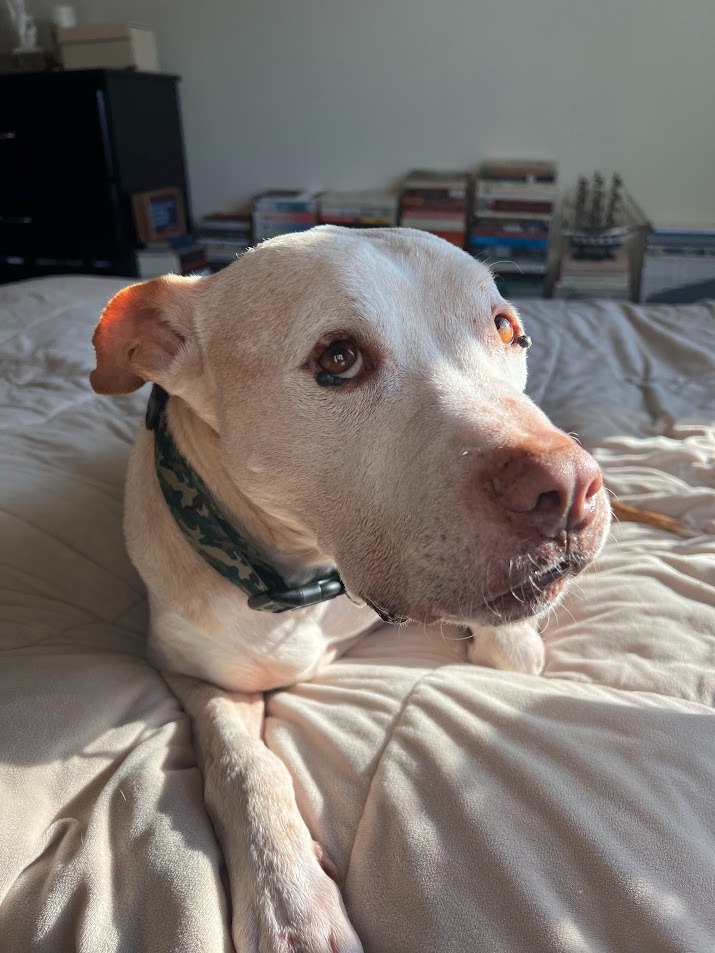 Duke | City of Bloomington, Indiana