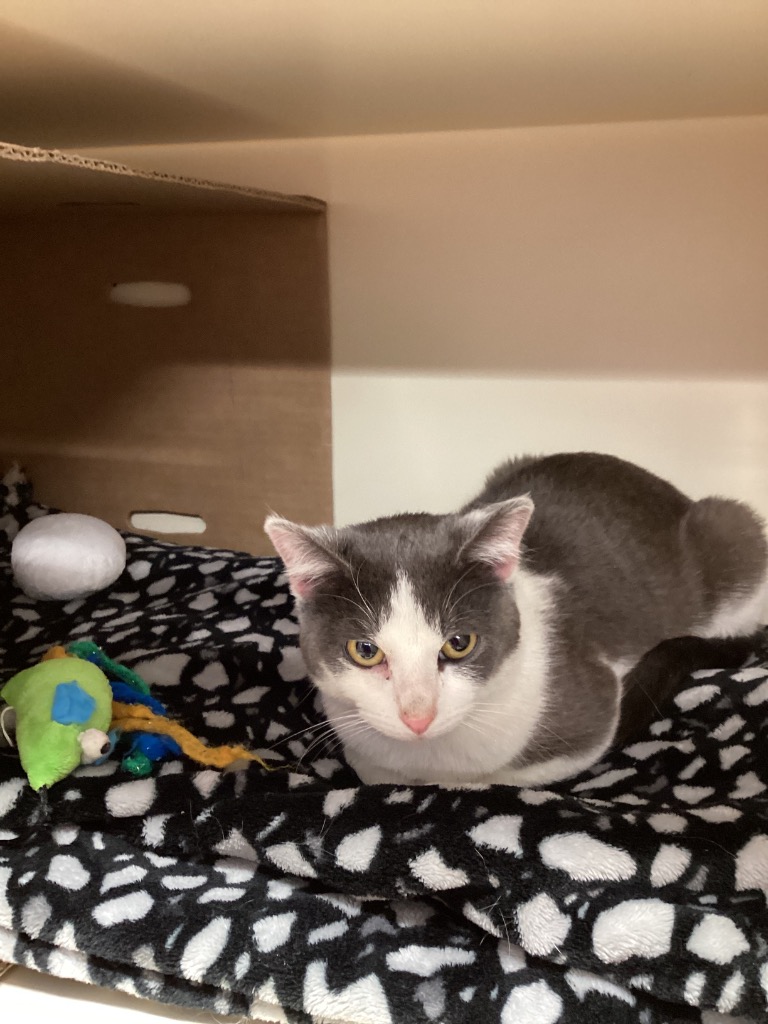 Adoptable Animals | City of Bloomington, Indiana