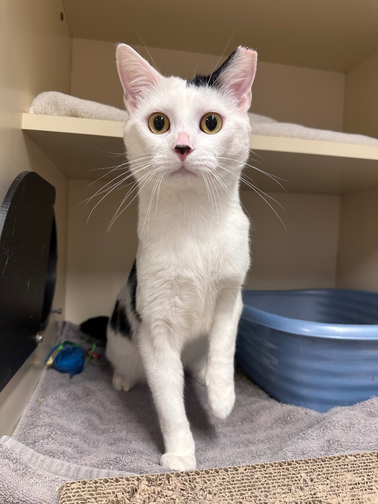 Adoptable Animals | City of Bloomington, Indiana