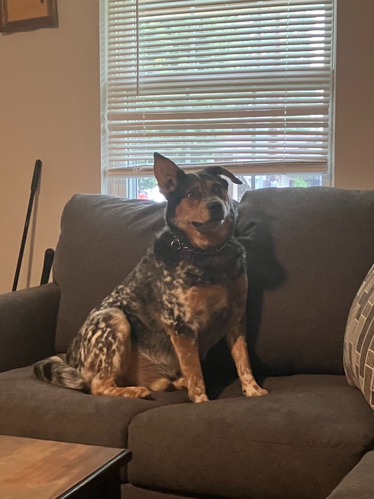 Bandit | City of Bloomington, Indiana