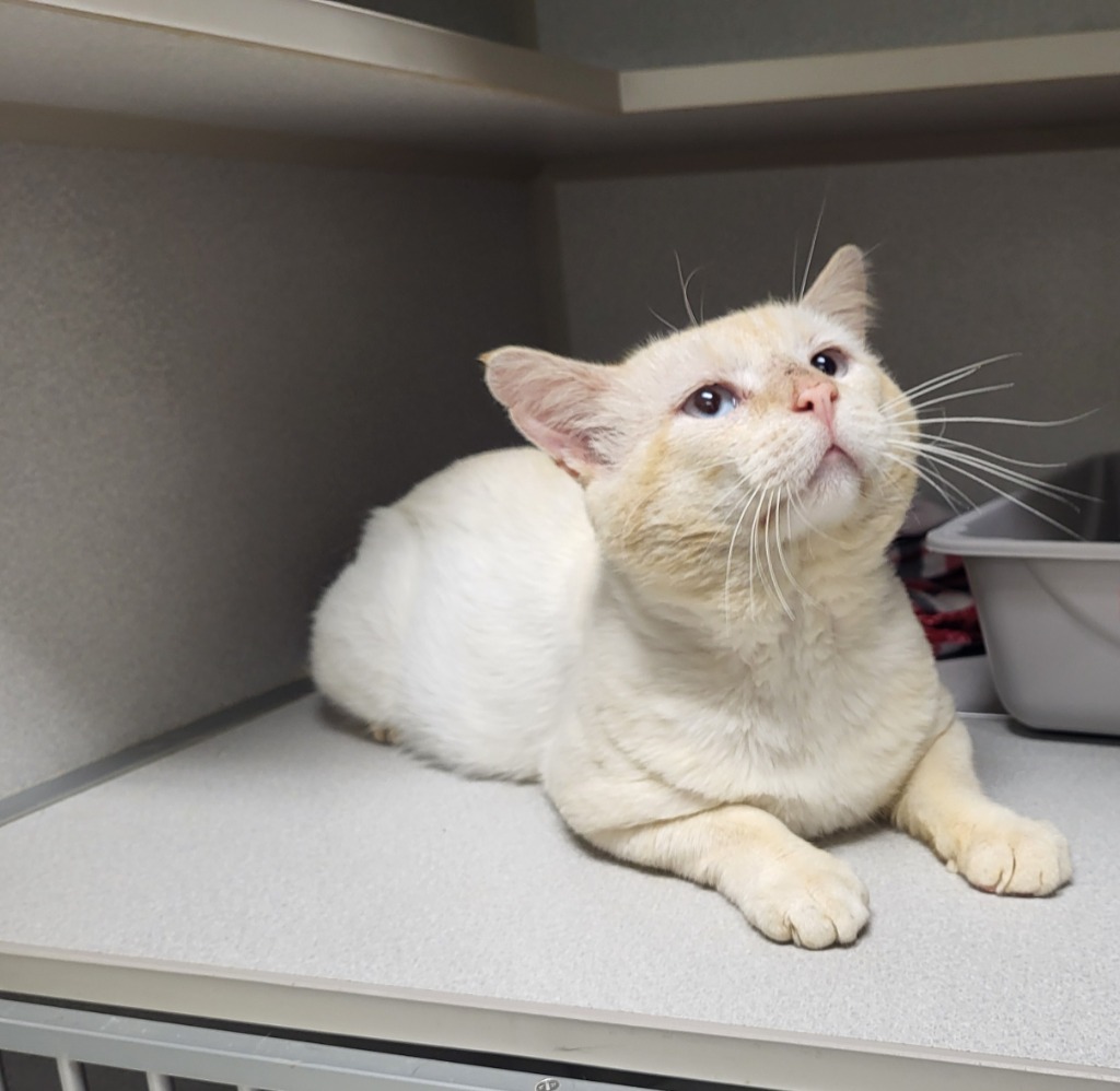 Henry Hawk | City of Bloomington, Indiana