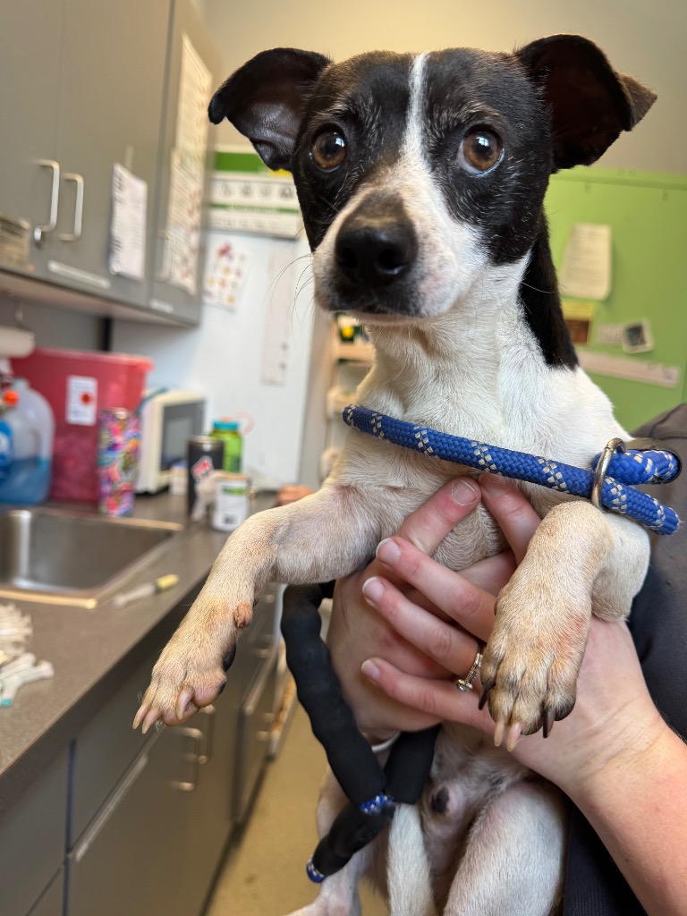 Bandit | City of Bloomington, Indiana