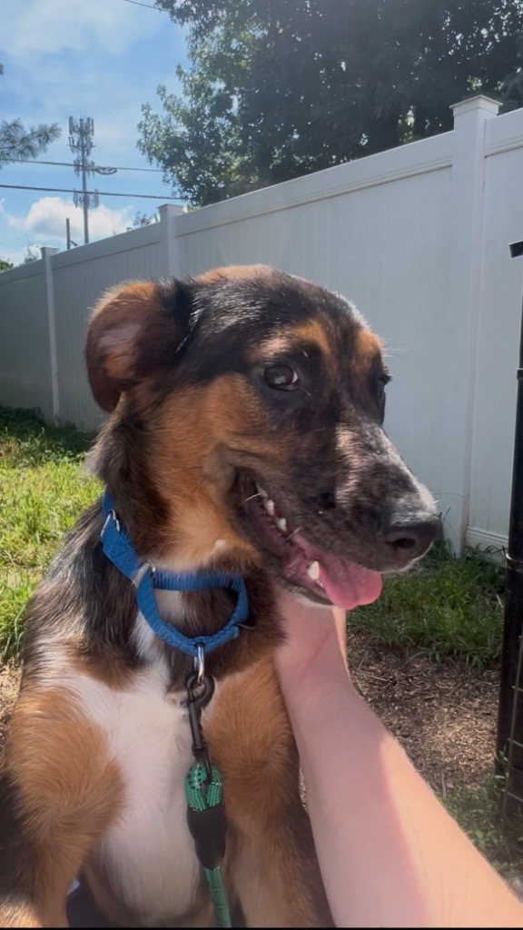 Kitty | City of Bloomington, Indiana