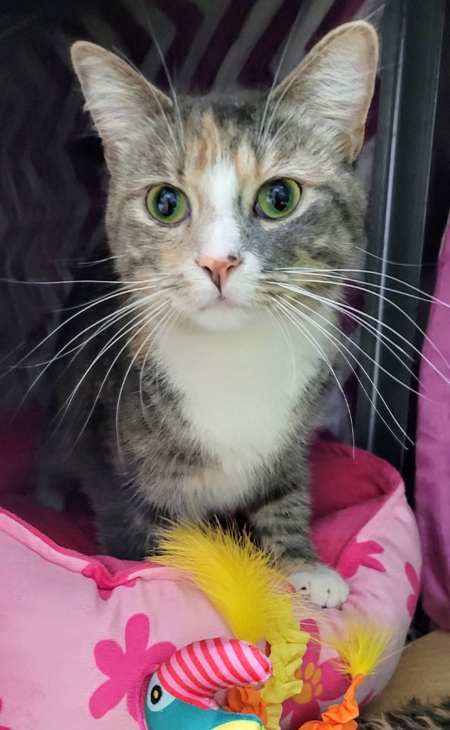 Cairo | City of Bloomington, Indiana