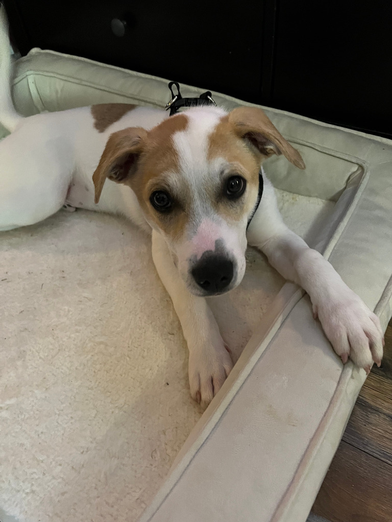 Bandit | City of Bloomington, Indiana