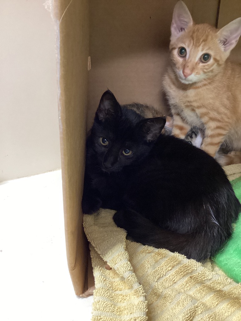 Miso | City of Bloomington, Indiana