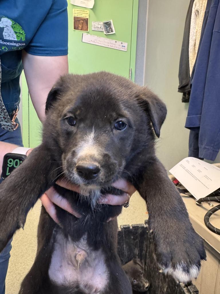 Comiskey | City of Bloomington, Indiana