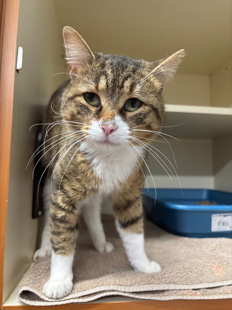 Cool Kitty | City of Bloomington, Indiana