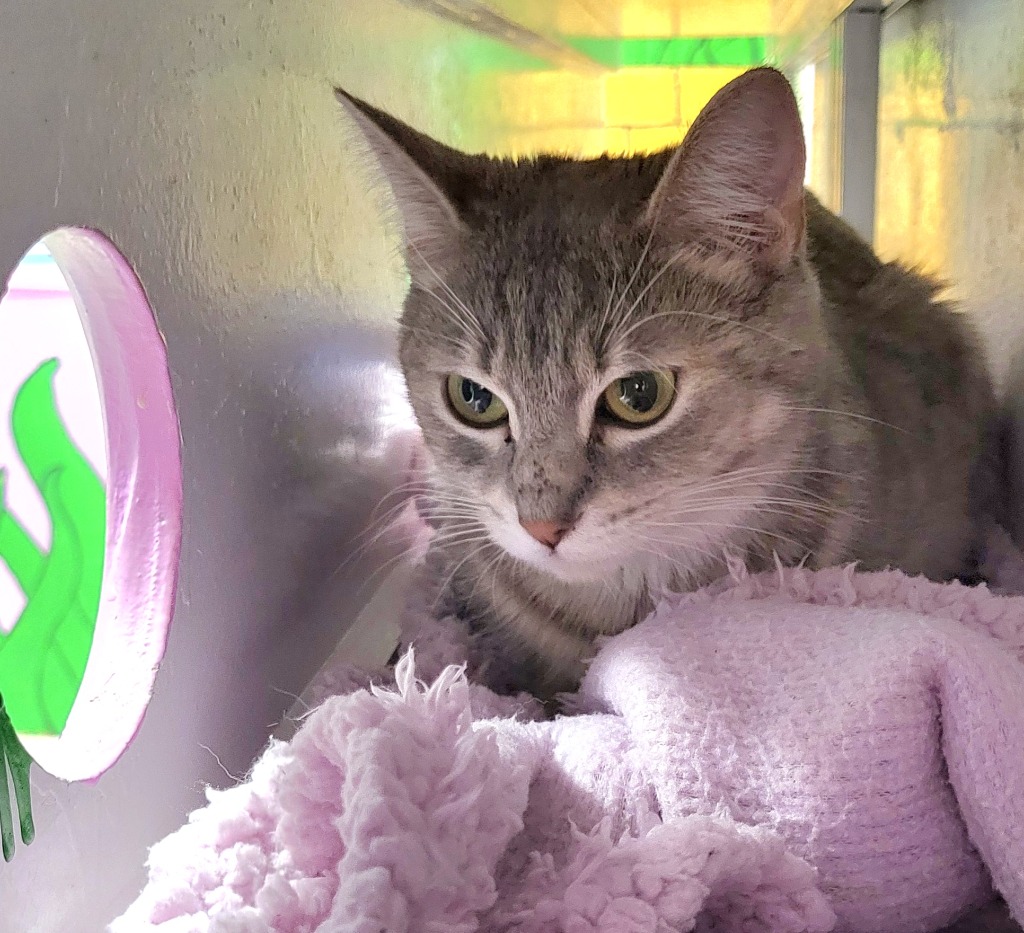 Didi Pickles | City of Bloomington, Indiana