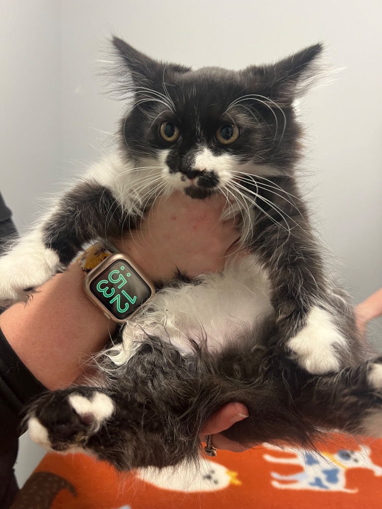 Yule | City of Bloomington, Indiana