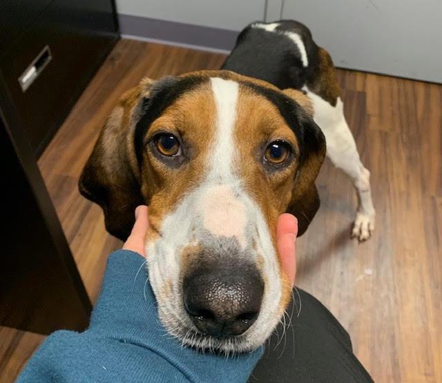 Clarice | City of Bloomington, Indiana