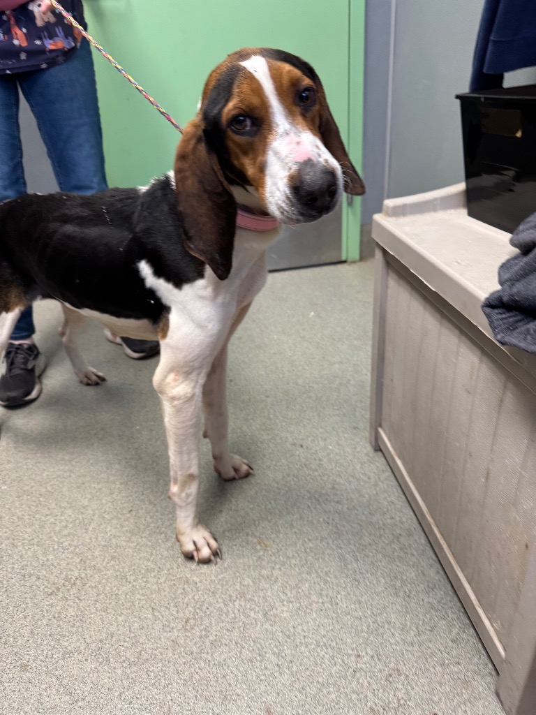 Clarice | City of Bloomington, Indiana