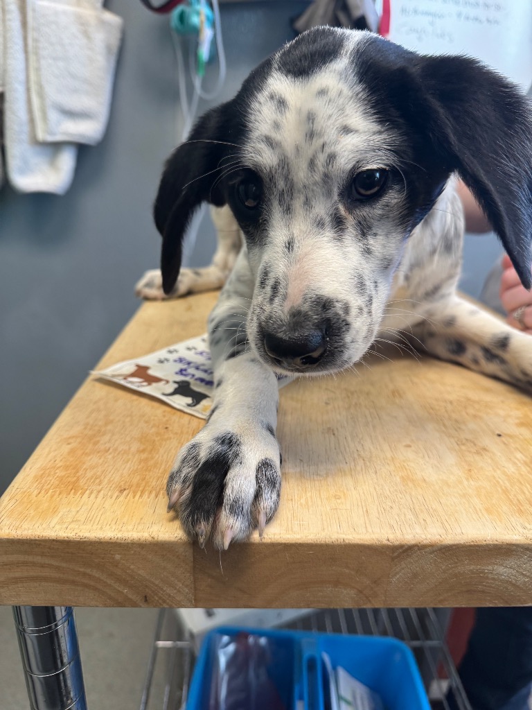 Dandy | City of Bloomington, Indiana