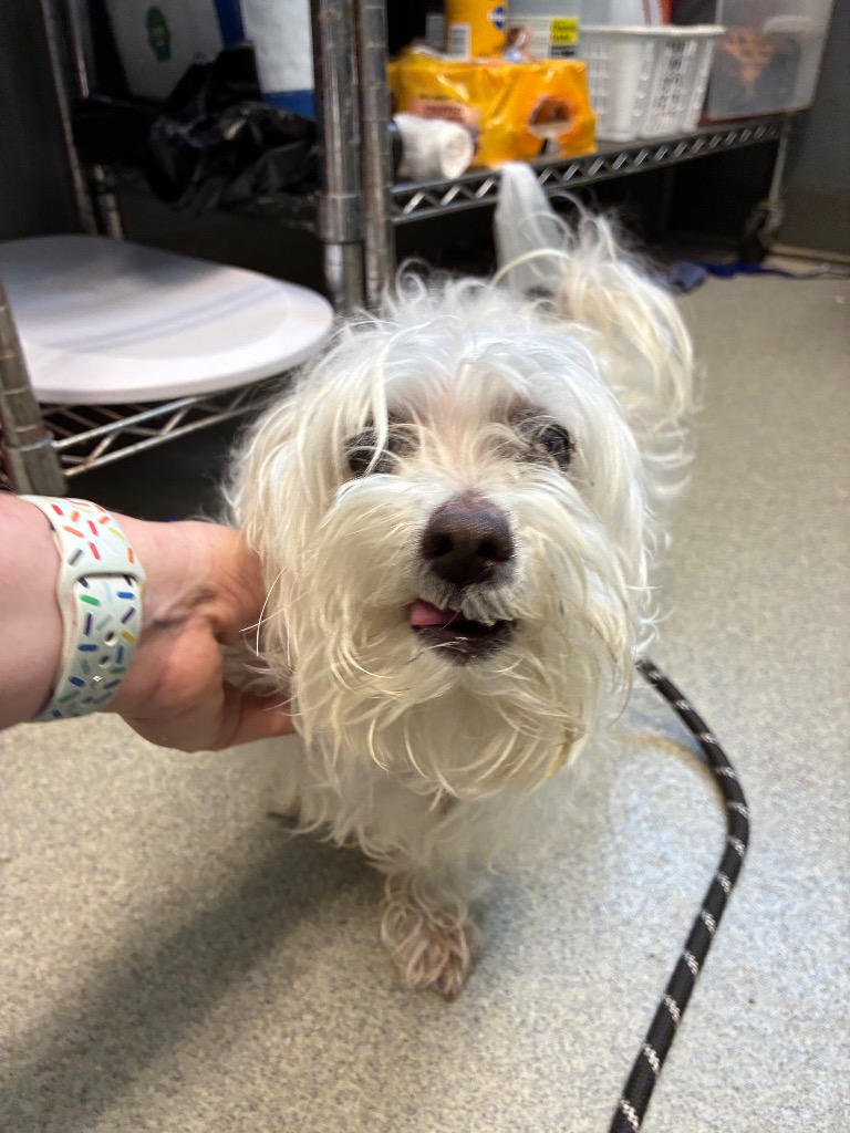 Olaf | City of Bloomington, Indiana