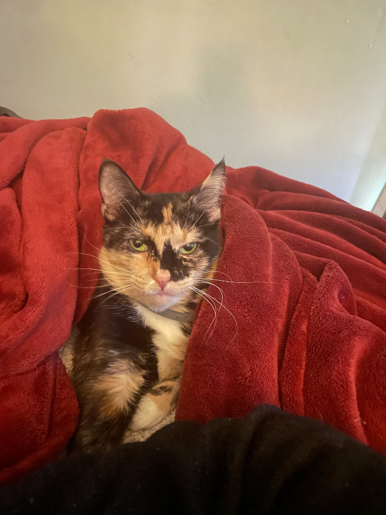 Maven | City of Bloomington, Indiana