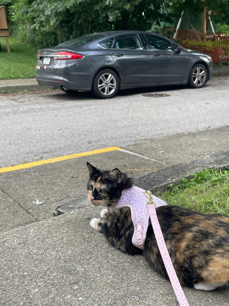 Maven | City of Bloomington, Indiana