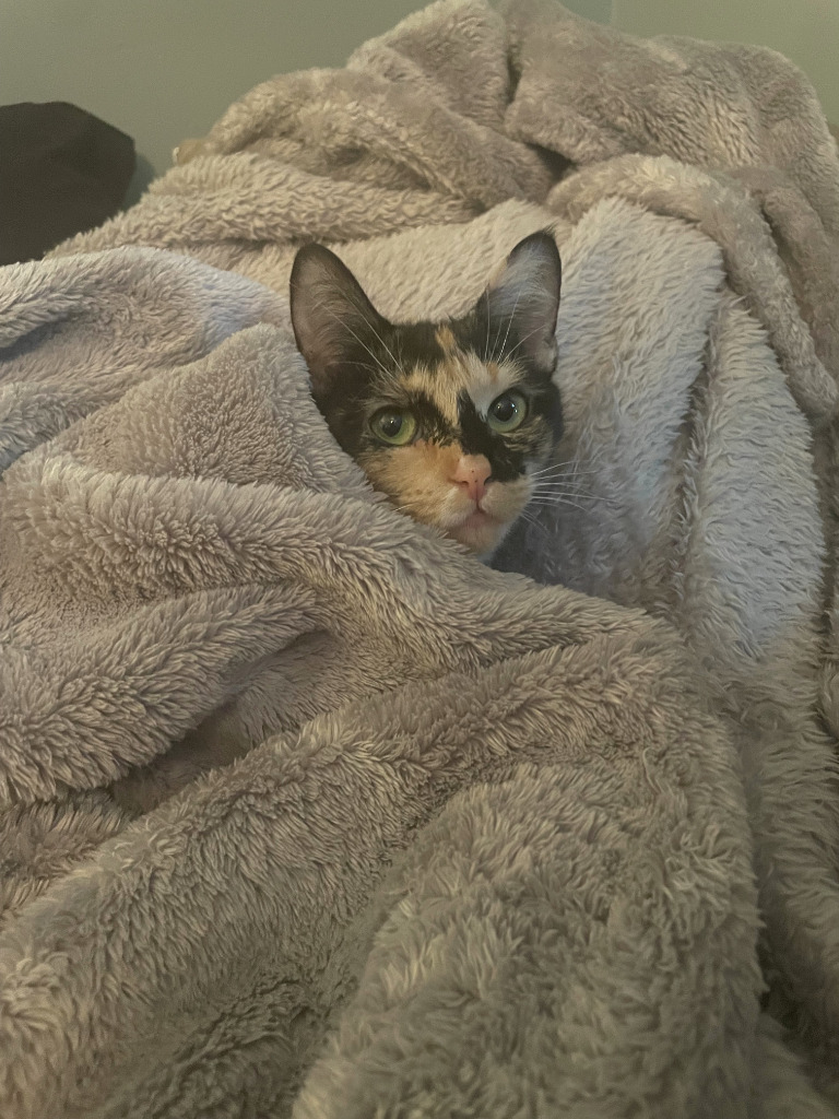 Maven | City of Bloomington, Indiana