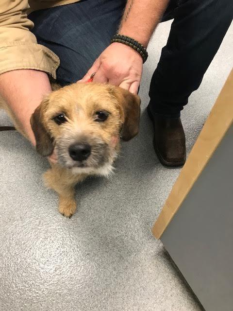 Found Animals | City of Bloomington, Indiana