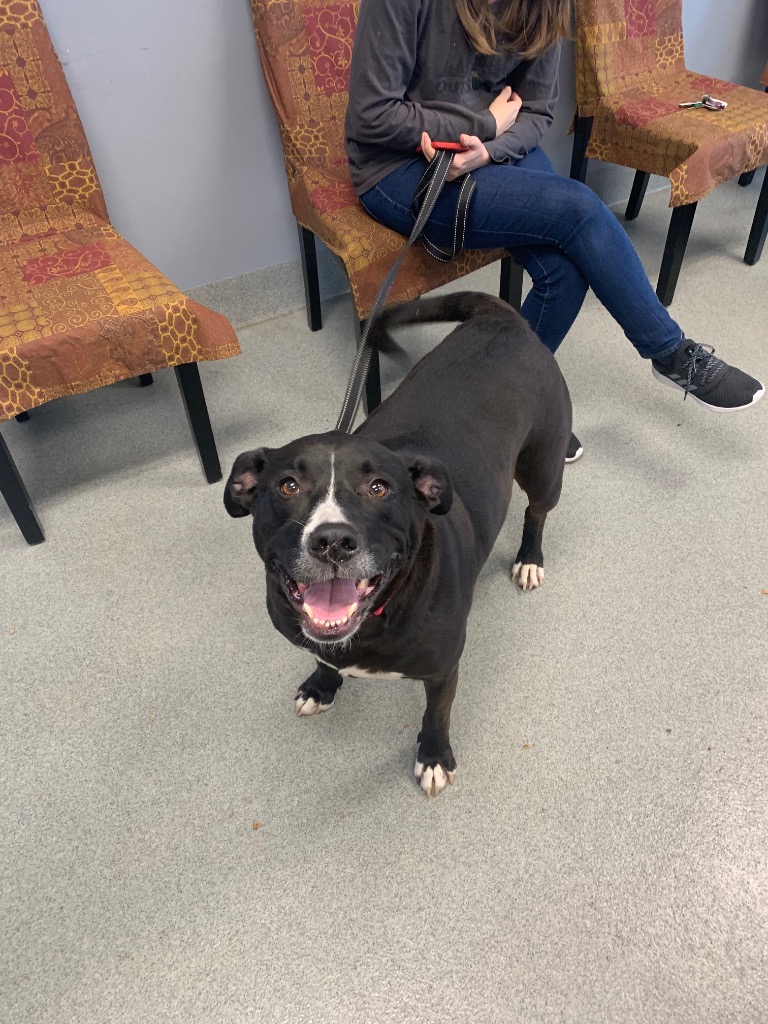 Found Animals | City of Bloomington, Indiana
